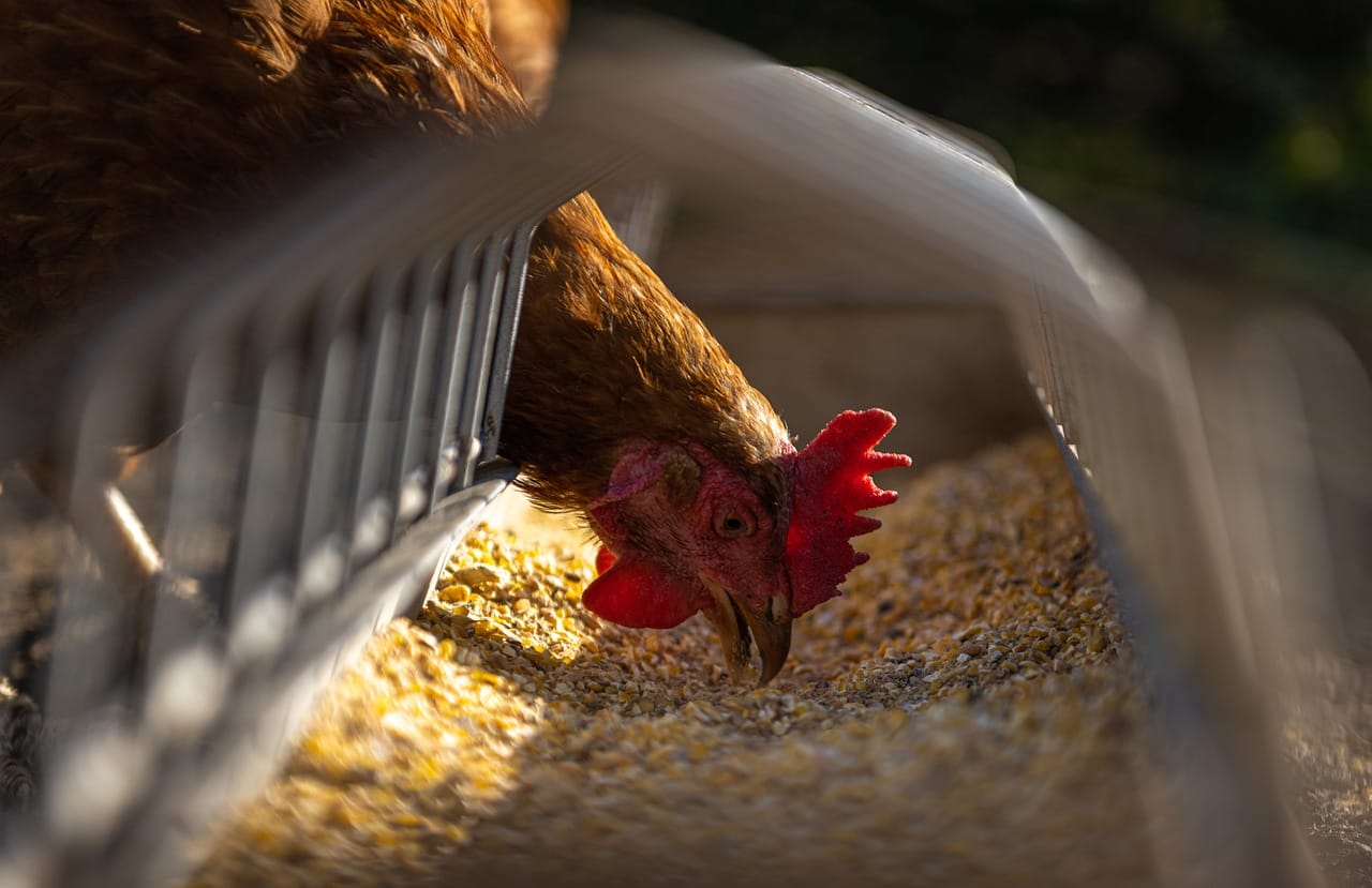 Alimentation des poules pondeuses : les clés d’une ponte optimale