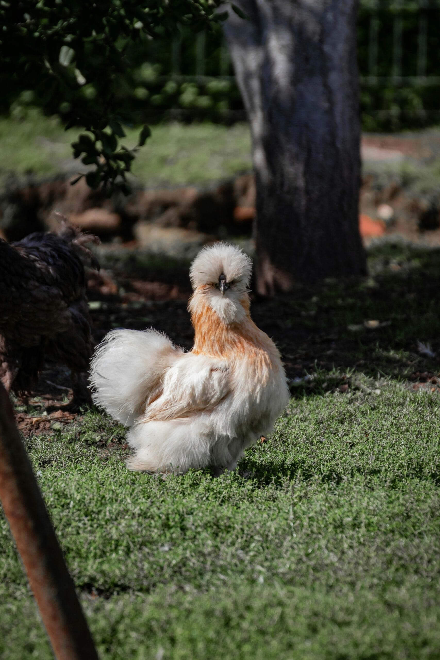 Poule qui perd ses plumes : causes, solutions et prévention
