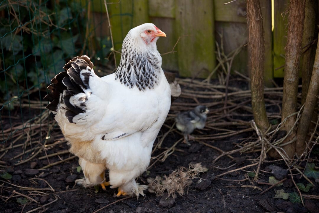 Les meilleures races de poules pondeuses