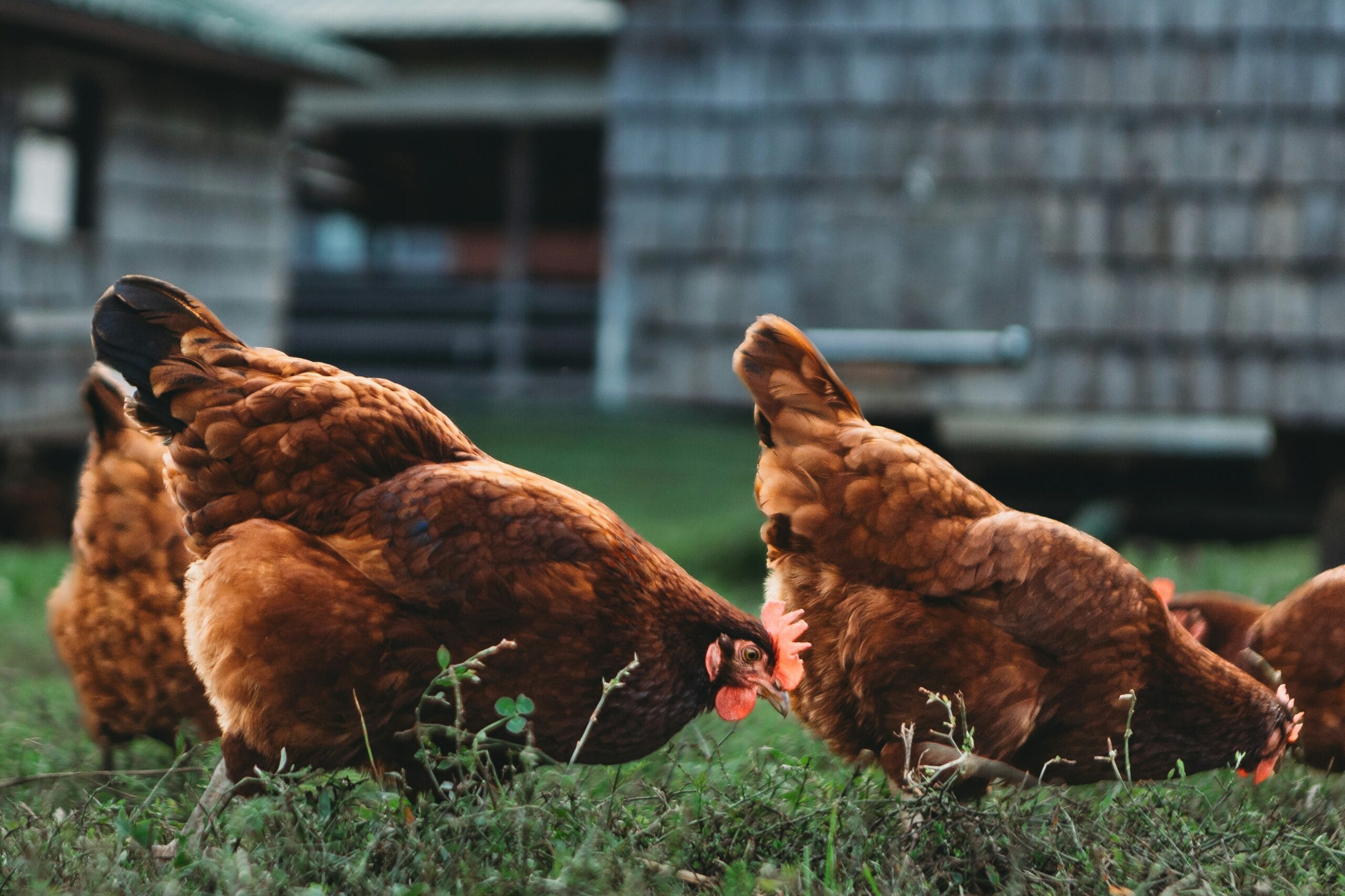 Espérance de vie d’une poule : guide complet