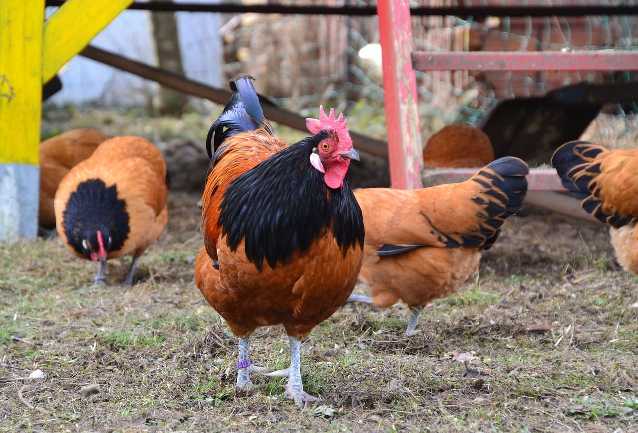 Poule Vorwerk : Guide complet sur cette race rustique et élégante