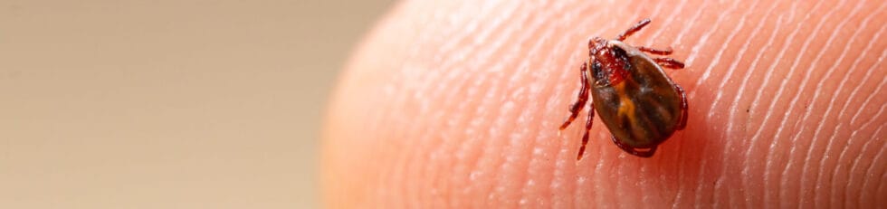 Comment lutter contre les poux rouges chez les poules