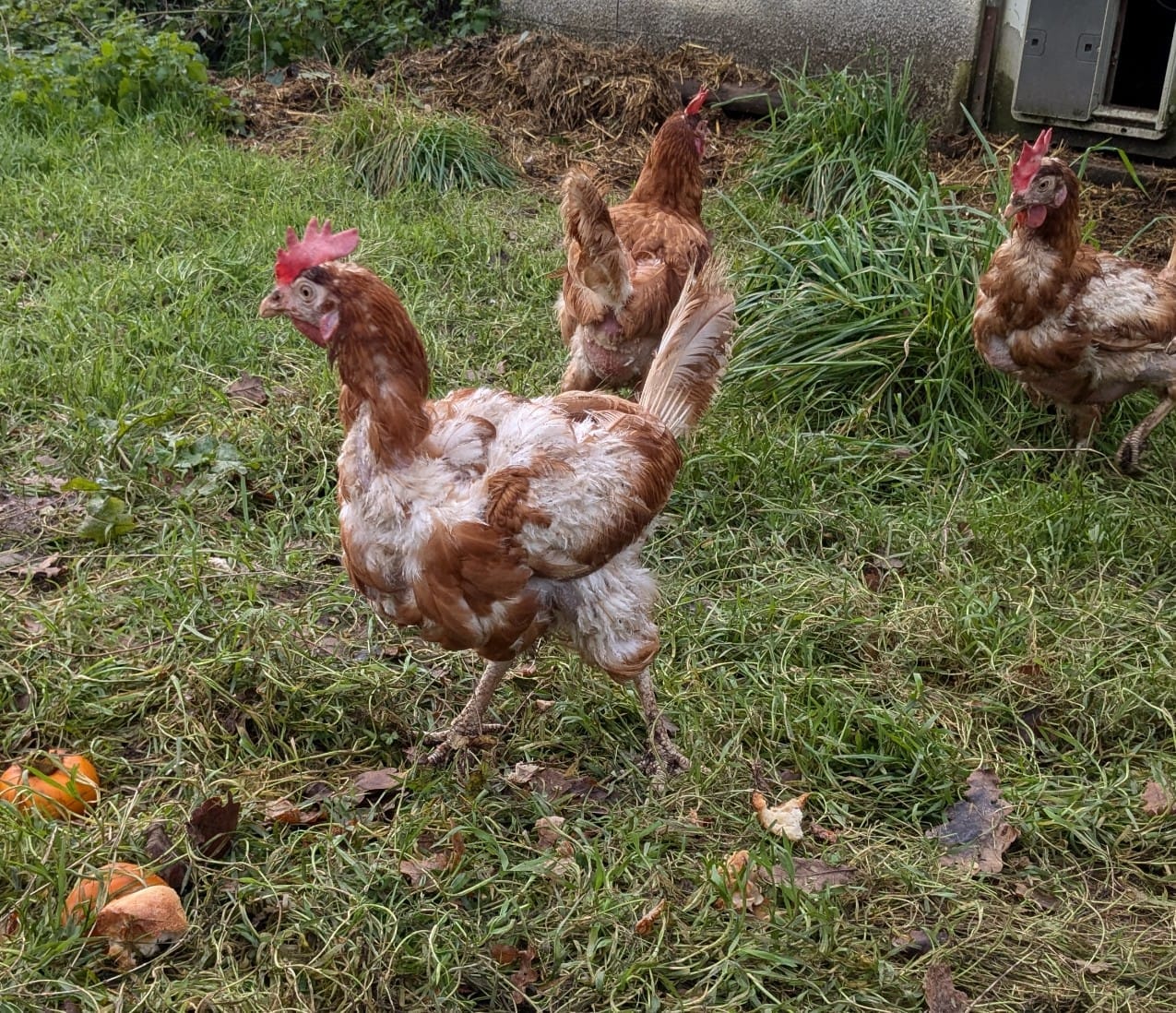 Poux gris chez la poule : identification et solutions efficaces