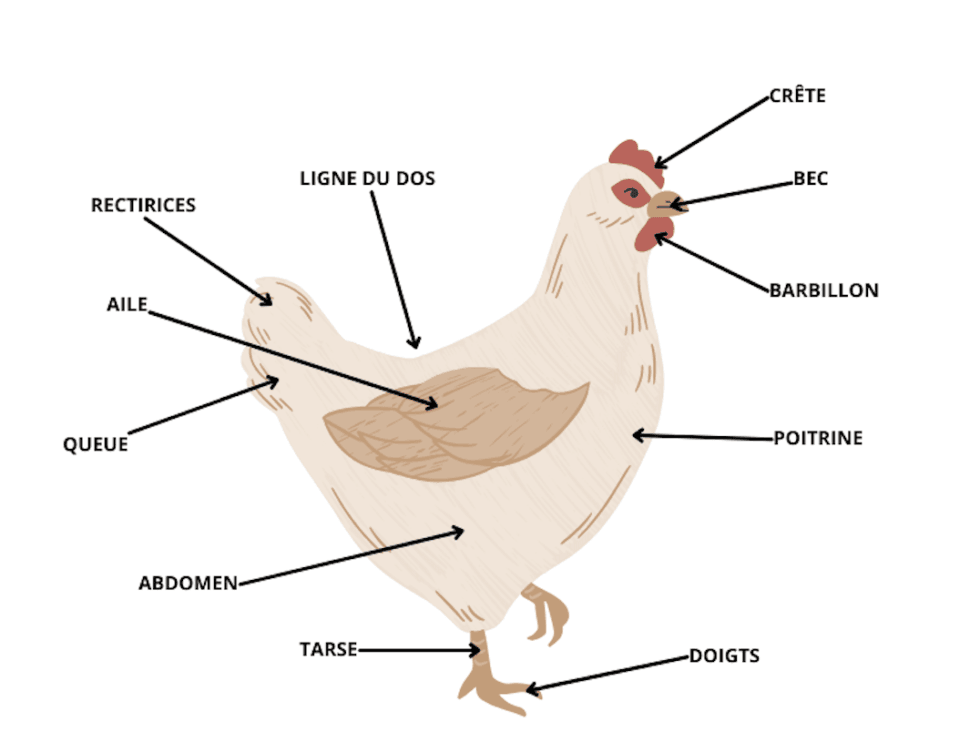 Anatomie de la poule : Guide complet