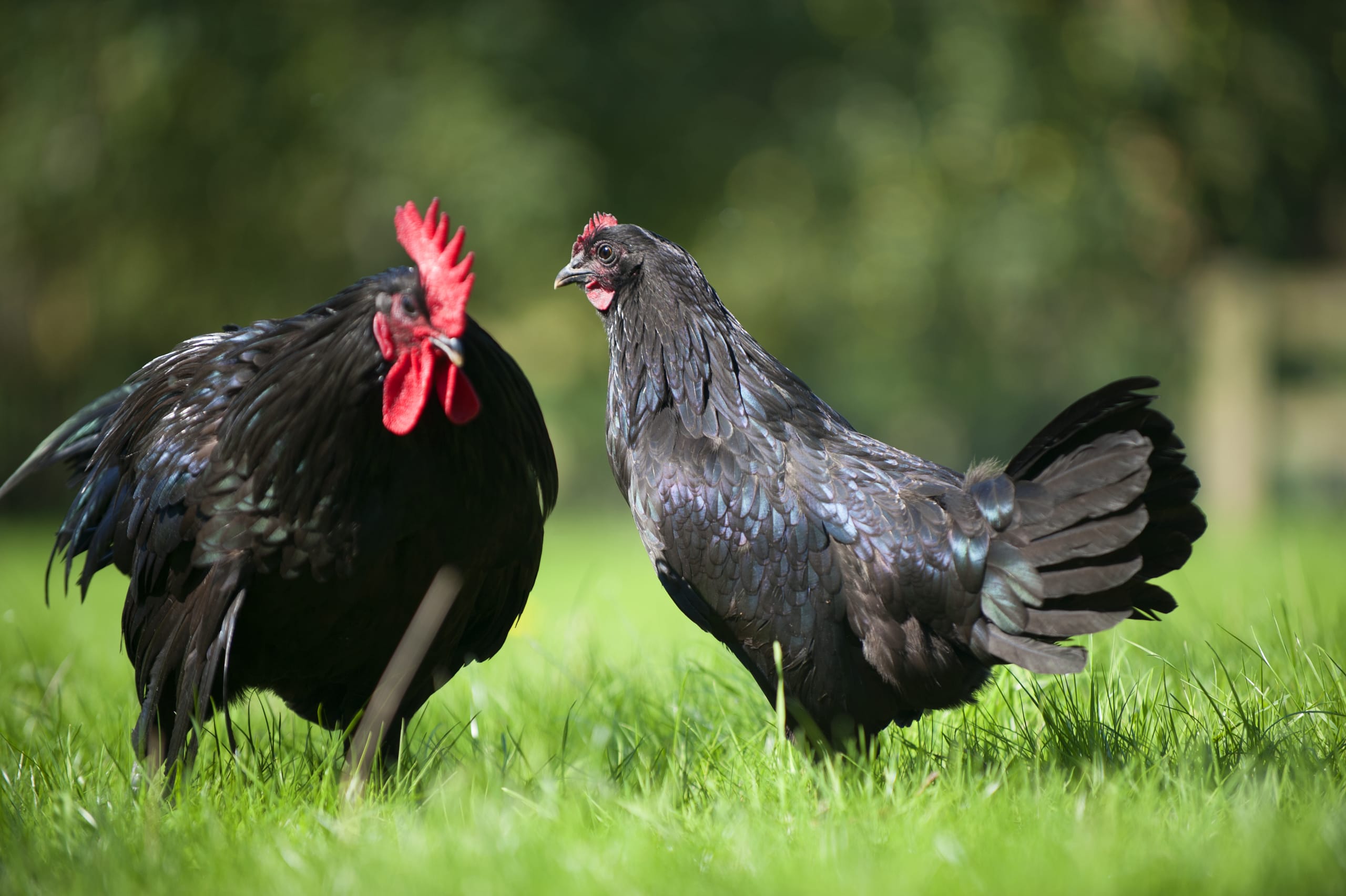 Poule de Janzé : Une Race Bretonne Unique