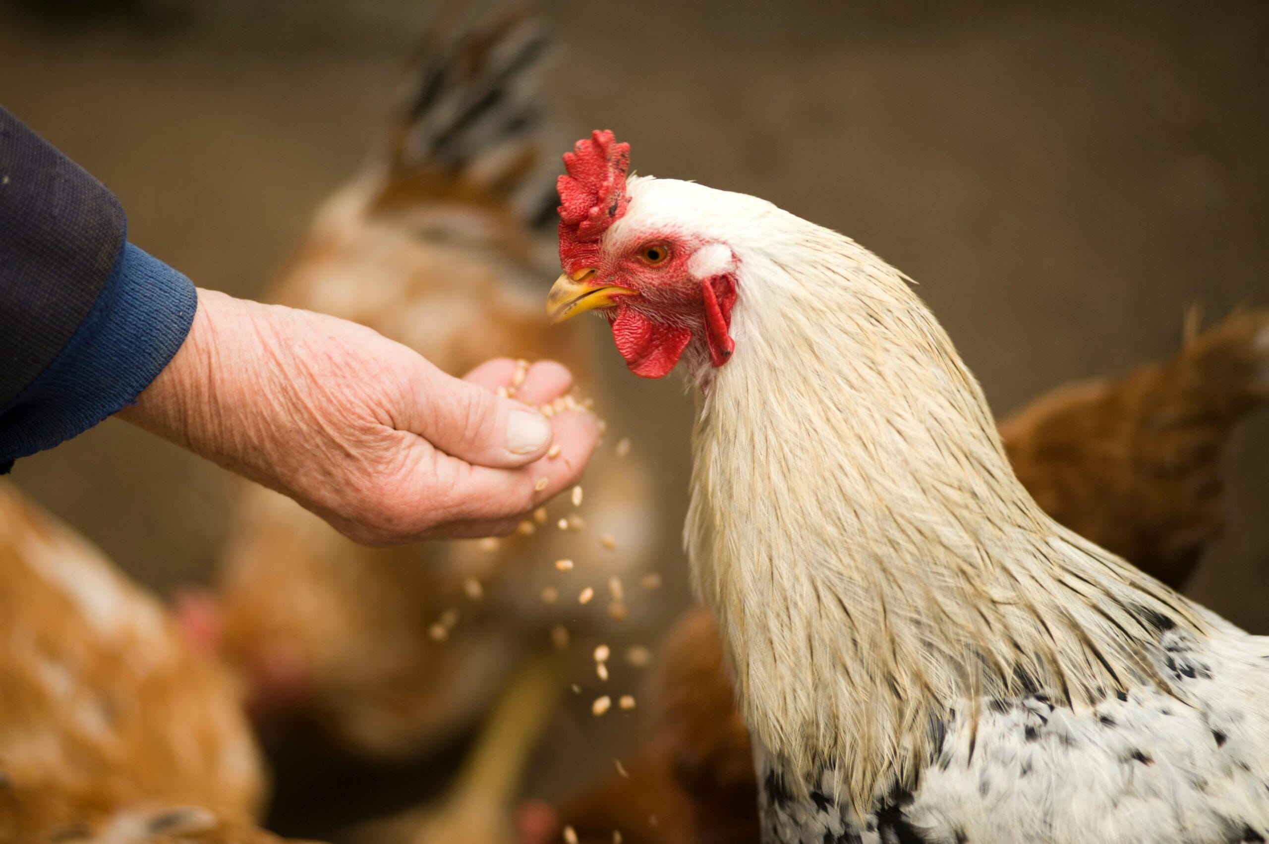 Poule Harco : une pondeuse idéale pour votre basse-cour