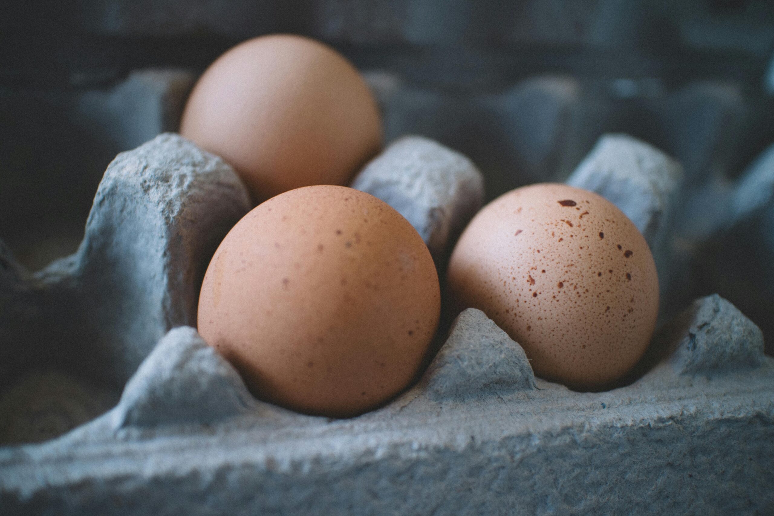 Poule Harco : une pondeuse idéale pour votre basse-cour