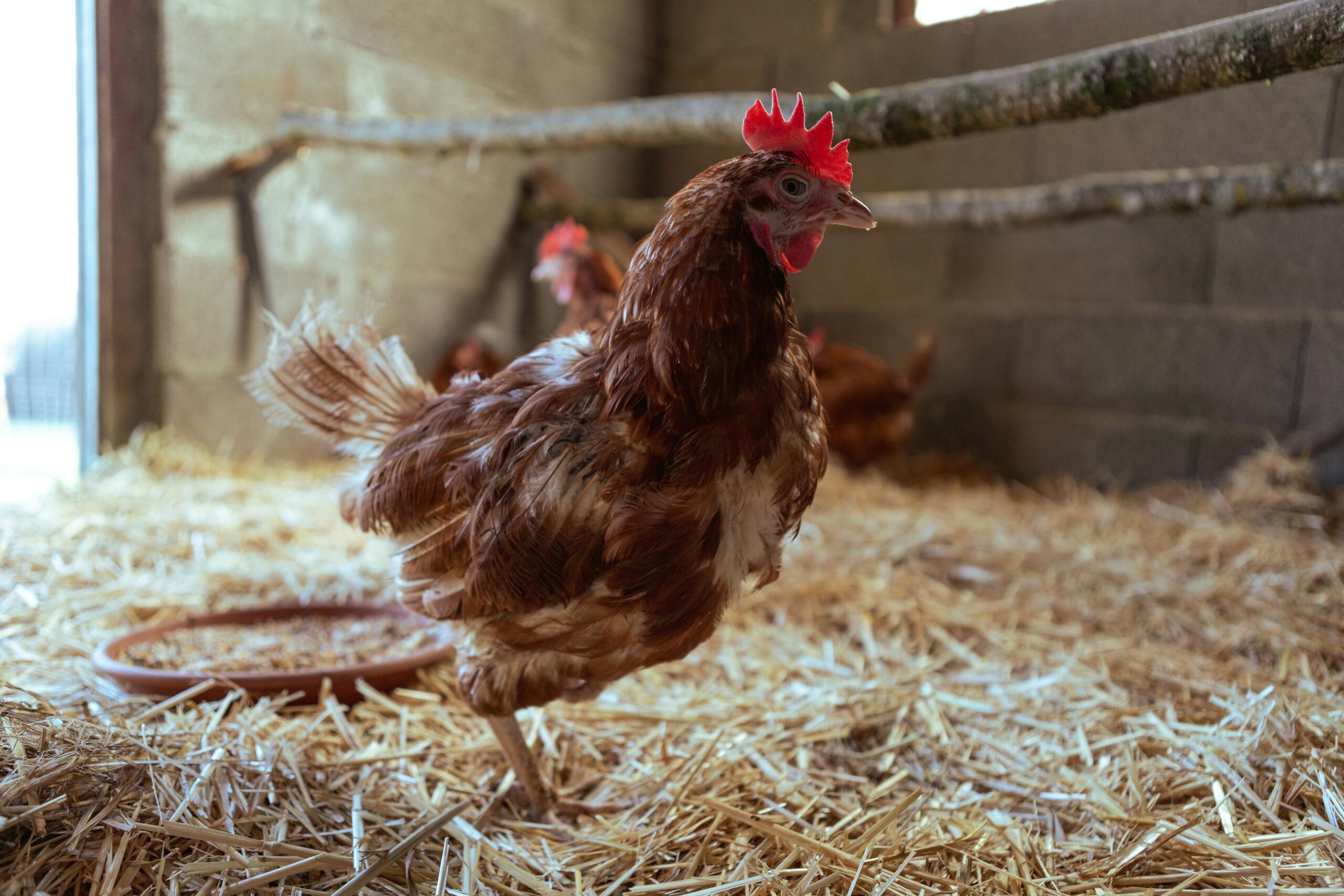 Poule Harco : une pondeuse idéale pour votre basse-cour